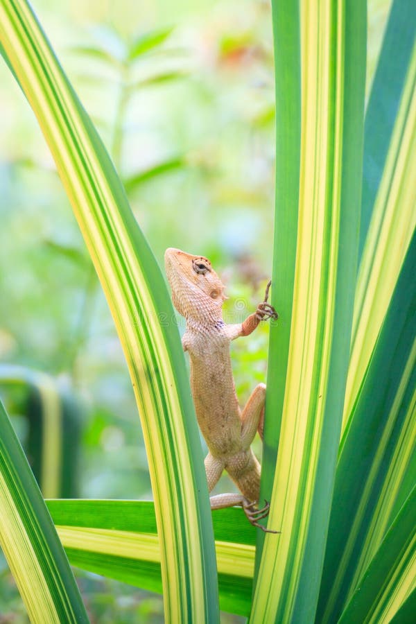 Brown Lizard, Asian Lizard or Tree Lizard Stock Image - Image of ...