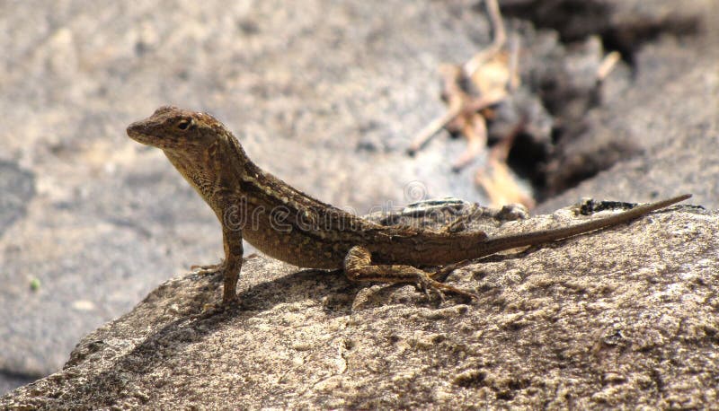 Brown Lizard Basking in the Sun Stock Image - Image of lacertidae ...