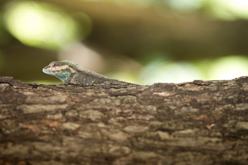 Brown Lizard stock photo. Image of beautiful, macro - 157641596