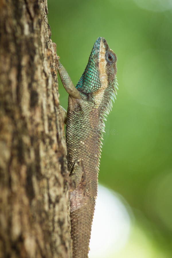 Brown Lizard stock image. Image of alone, eyes, flake - 122129877