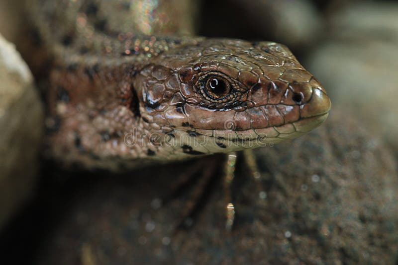 Brown lizard close up stock image. Image of fence, eyes - 55616881