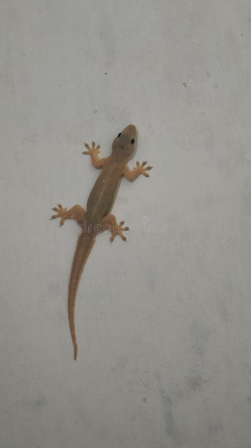 Brown Lizard Crawling on the Wall Stock Photo - Image of invertebrate ...