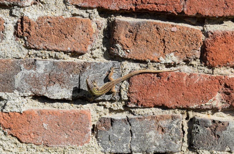 A Brown Lizard with a Green Back Sits in the Sun on a Red Brick Wall ...