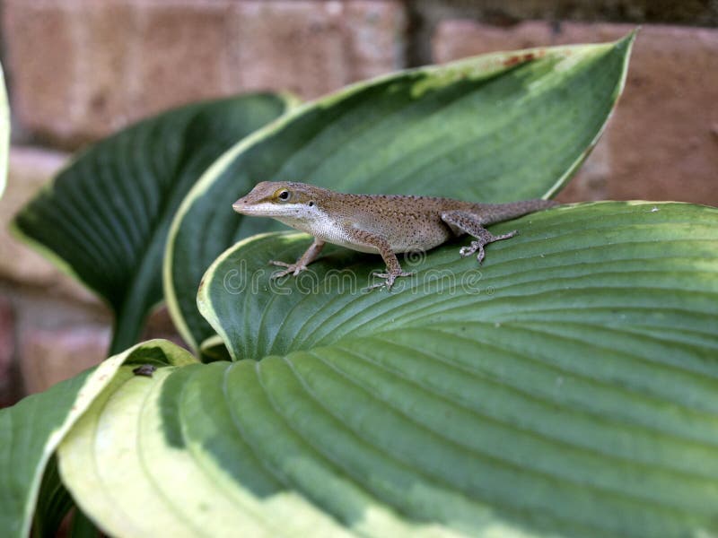 Brown lizard stock photo. Image of animals, anole, brown - 61042998