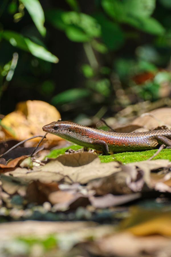 Brown Lizard on Ground with Leaves Stock Photo - Image of grass, exotic ...