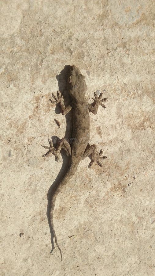 Brown lizard on the ground stock photo. Image of reptilea - 172565344