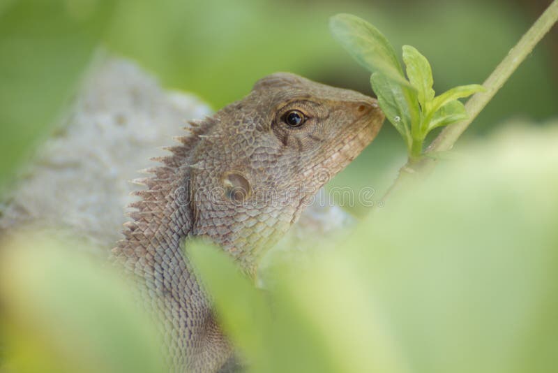 Brown lizard stock image. Image of lizard, animal, blue - 38568273
