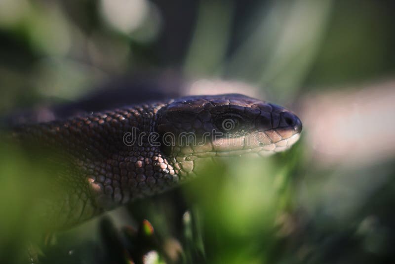 Brown Lizard Hiding in the Grass Stock Photo - Image of hiding, reptile ...