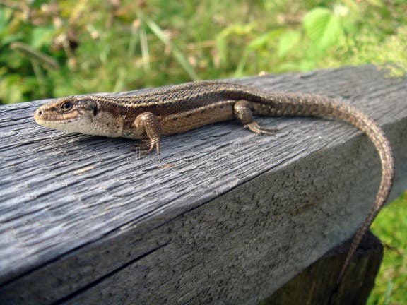Brown lizard stock photo. Image of brown, reptile, macro - 38753928