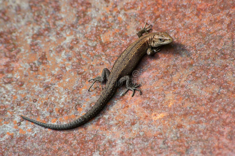 Top View of a Wall Lizard with Its Tail Cut Stock Photo - Image of ...