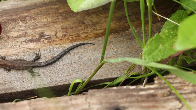 Lizard and Cherry. Close-up. Top View. Stock Video - Video of ...