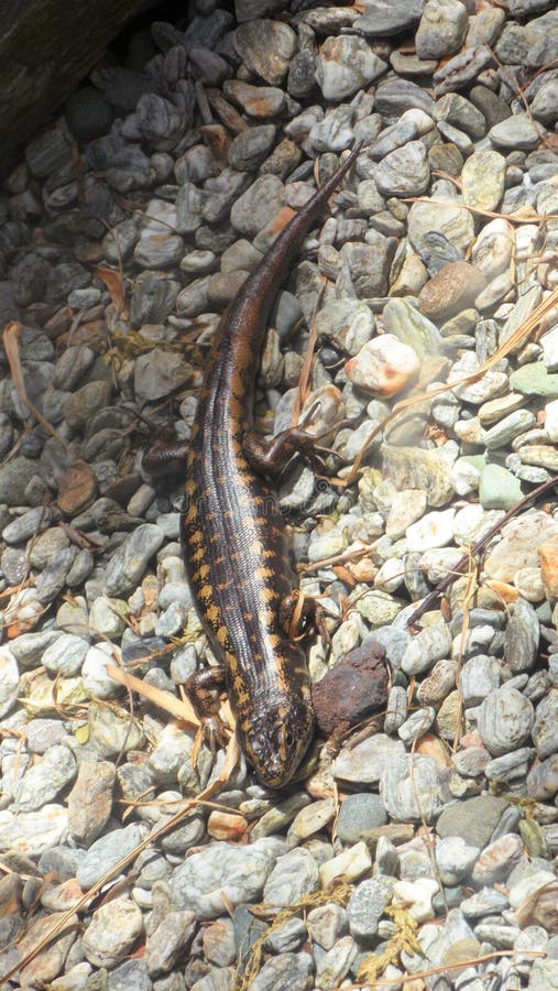 Brown Lizard Lying on the Stones Stock Image - Image of small, outdoor ...
