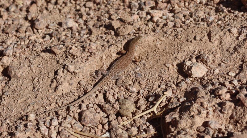 Brown Lizard Moving on the Dry Soil in Saint Catherine in Egypt Stock ...
