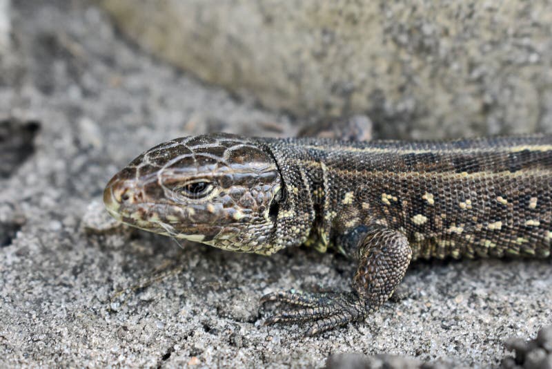 Brown Lizard Onthe Ground in Sunny April Day Stock Photo - Image of ...