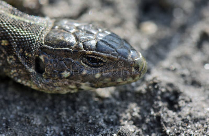 Brown Lizard Onthe Ground in Sunny April Day Stock Photo - Image of ...