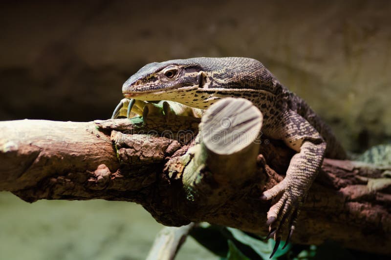 Brown lizard stock photo. Image of natural, body, nature - 54948868