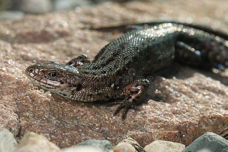 Brown lizard stock photo. Image of macro, cold, asia - 55104658