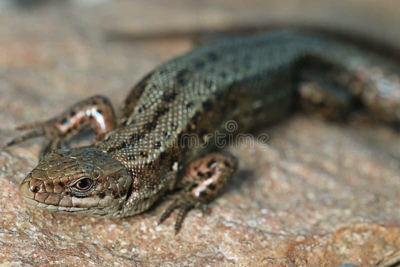 Brown lizard stock image. Image of national, outdoors - 55614675