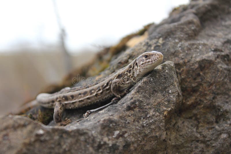 Brown lizard on a rock stock photo. Image of leather - 116444194
