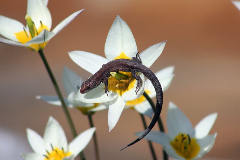 Brown Lizard Sitting on the Flower Stock Photo - Image of nature ...