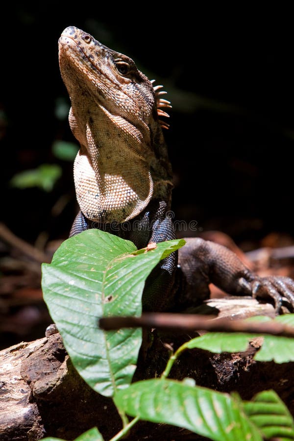Brown Lizard Sitting on the Ground Stock Photo - Image of amphibian ...