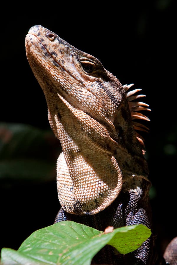 Brown Lizard Sitting on the Ground Stock Image - Image of rica, lizard ...