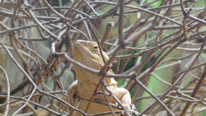 A Brown Lizard Stand Still on a Tree Stock Footage - Video of natural ...