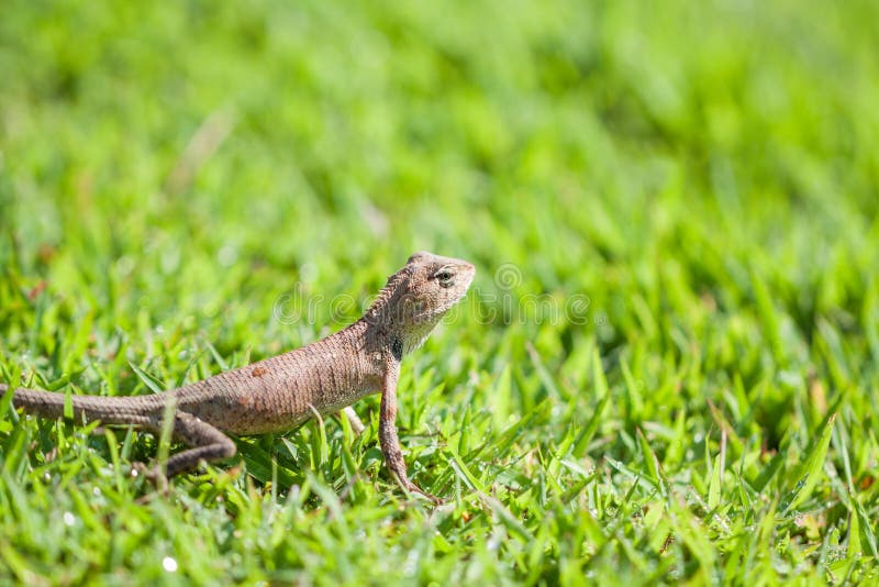 Brown Lizard Standing on Grass Stock Image - Image of beauty, boulenger ...