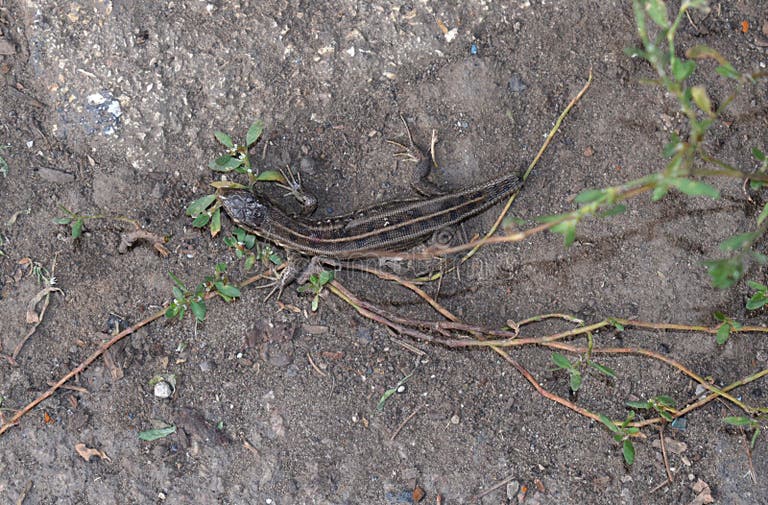 Brown Lizard without a Tail Stock Photo - Image of organic, common ...