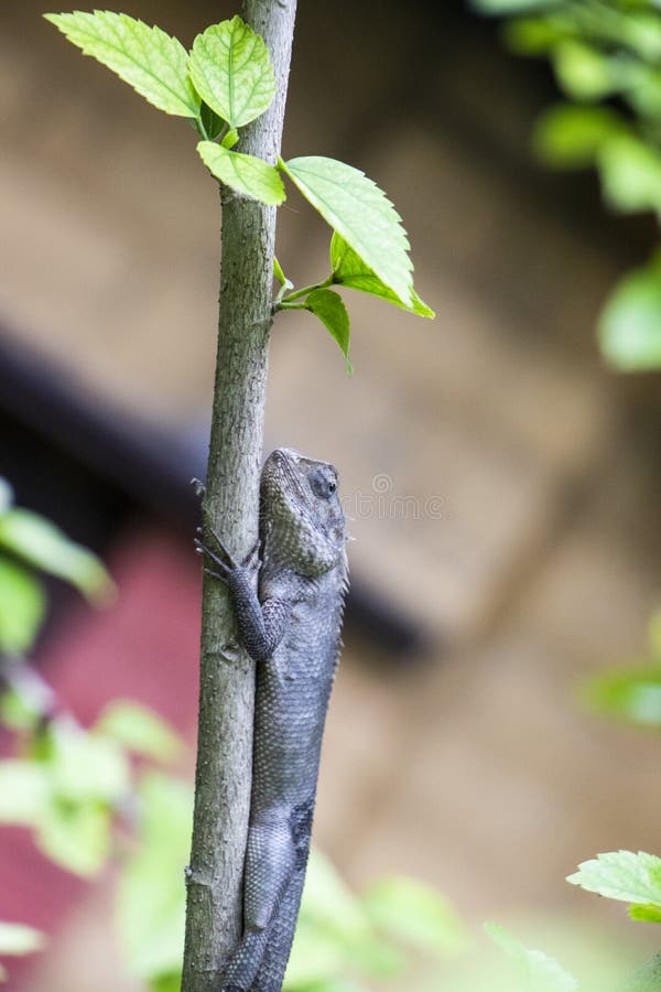 Brown Lizard, Tree Lizard, Details of Lizard Skin Stick on the Tree ...