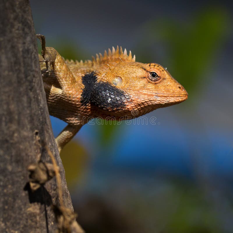 Brown lizard stock photo. Image of rock, creature, macro - 39300610