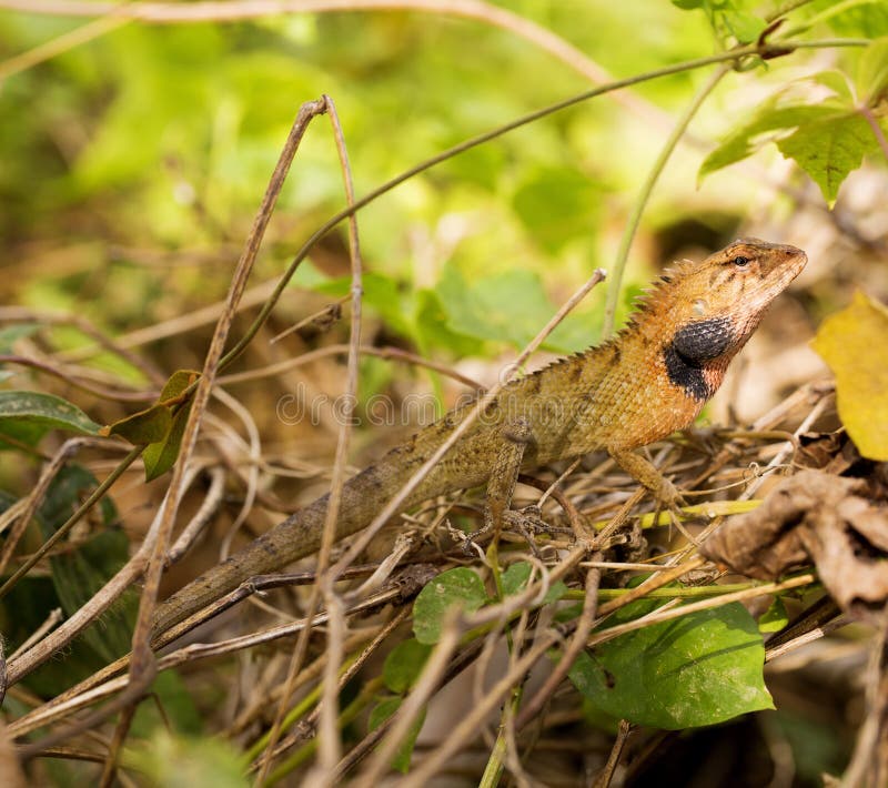 Brown lizard stock image. Image of caribbean, outdoors - 39301251