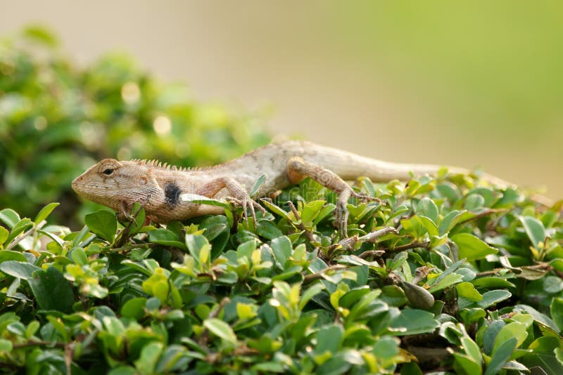 Brown Lizard,tree Lizard, Details of Lizard Skin S Stock Image - Image ...