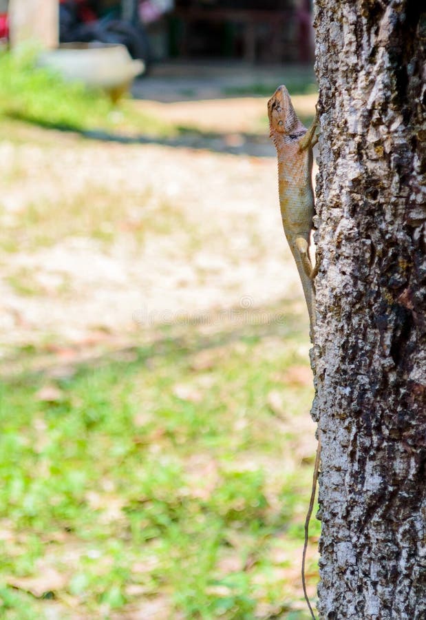Brown Lizard,tree Lizard, Details of Lizard Skin Stick on the Tree ...