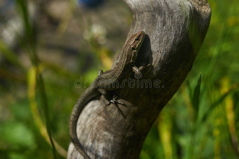 Brown Lizard,tree Lizard, Details of Lizard Skin Stick on the Tree ...