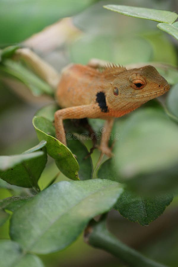 Brown lizard,tree lizard, stock photo. Image of creature - 40910338