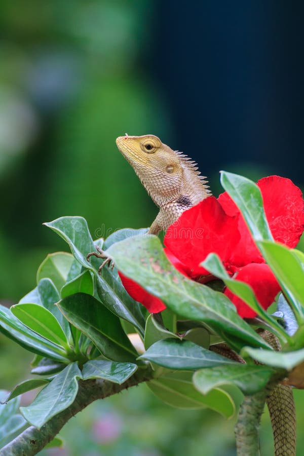 Brown Lizard or Tree Lizard Stock Photo - Image of caribbean, ecology ...