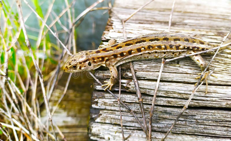 Brown lizard on a tree. stock image. Image of brown - 186101149