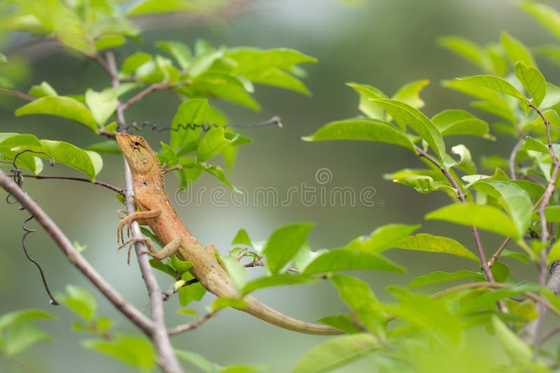Brown Lizard stock photo. Image of dragon, garden, fauna - 90377860
