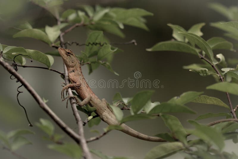 Brown Lizard stock photo. Image of biology, land, leaf - 90377996