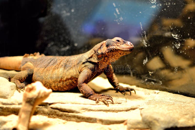 Brown Lizard stock photo. Image of creature, looking - 78570250