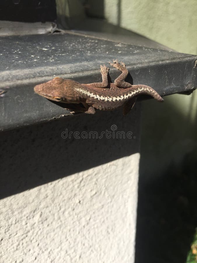 Brown Lizard on Window Ledge Stock Image - Image of lizard, reptile ...