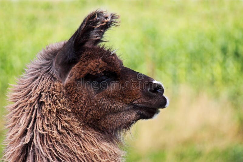 Portrait of a Brown Llama (profile) Stock Image - Image of brown, cute ...