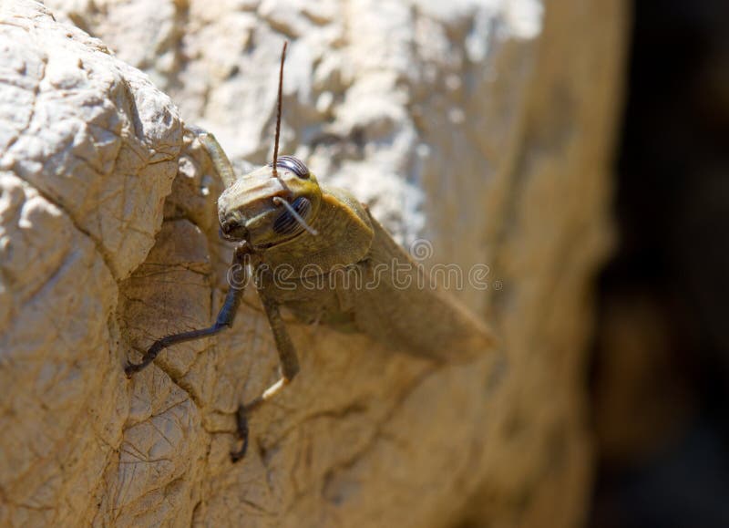 Brown locust stock photo. Image of close, foot, grasshopper - 15870476