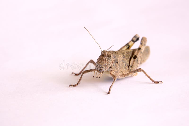 Brown locust stock photo. Image of wildlife, animals - 249119594