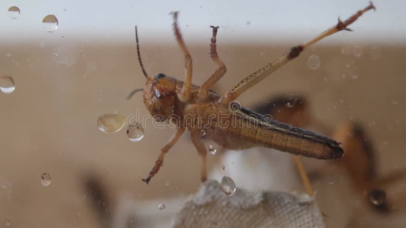 Brown Locust Feeder Grasshopper in Feeder Box Stock Footage - Video of ...