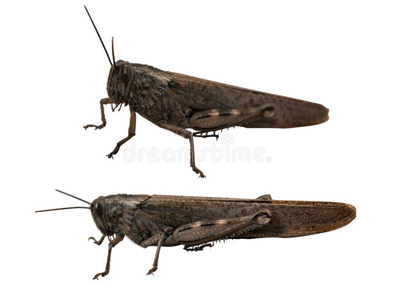 Brown Locust Insect Side View Isolated Stock Photo - Image of ...