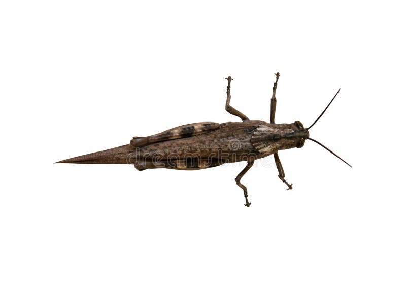 Brown Locust Insect Top View Isolated Stock Image - Image of insect ...