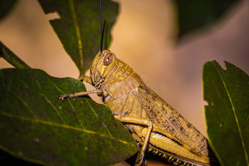 Brown Locust Sits on a Branch among Green Leaves in the Sun Stock Image ...