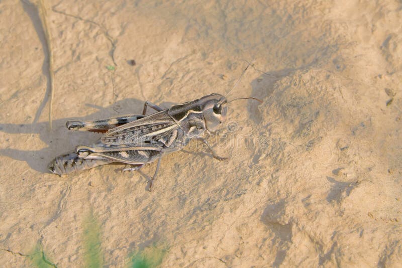 Locust stock image. Image of long, foot, close, closeup - 15056739